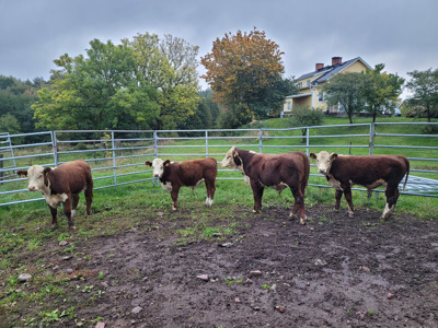 Boskapstorget - 1. Fyra Herefordtjurar till vidare uppfödning